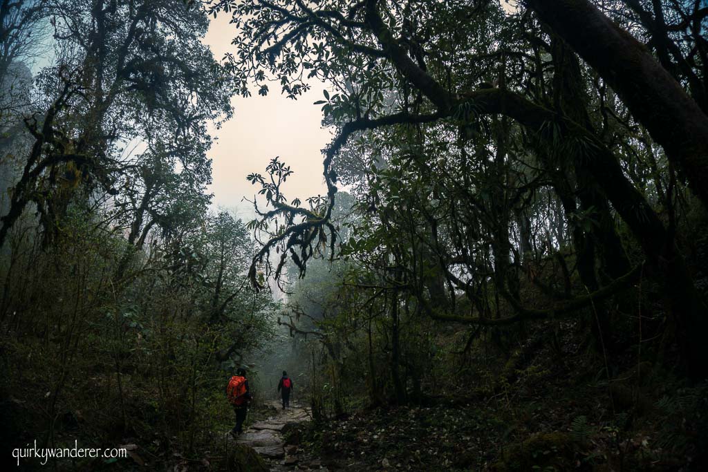 Barsey Rhododendron Trek in West Sikkim - Quirky Wanderer