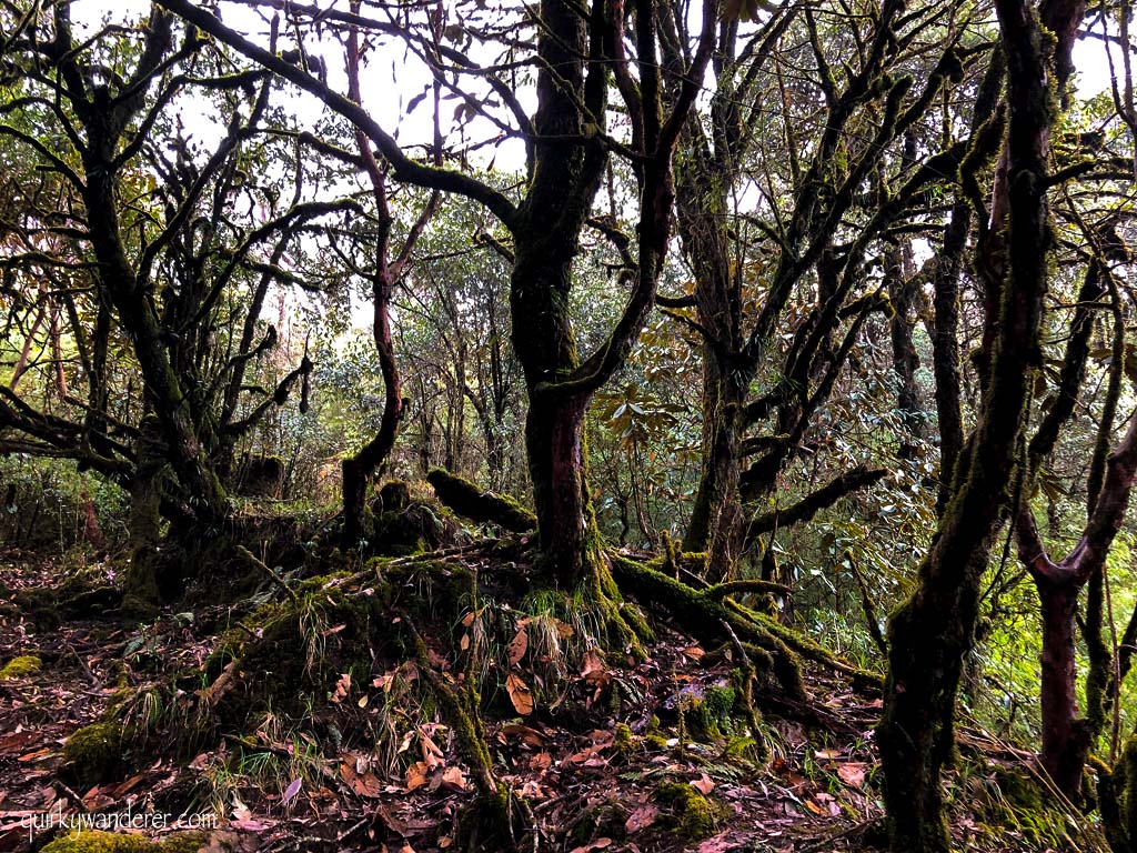 Barsey Rhododendron Trek in West Sikkim - Quirky Wanderer
