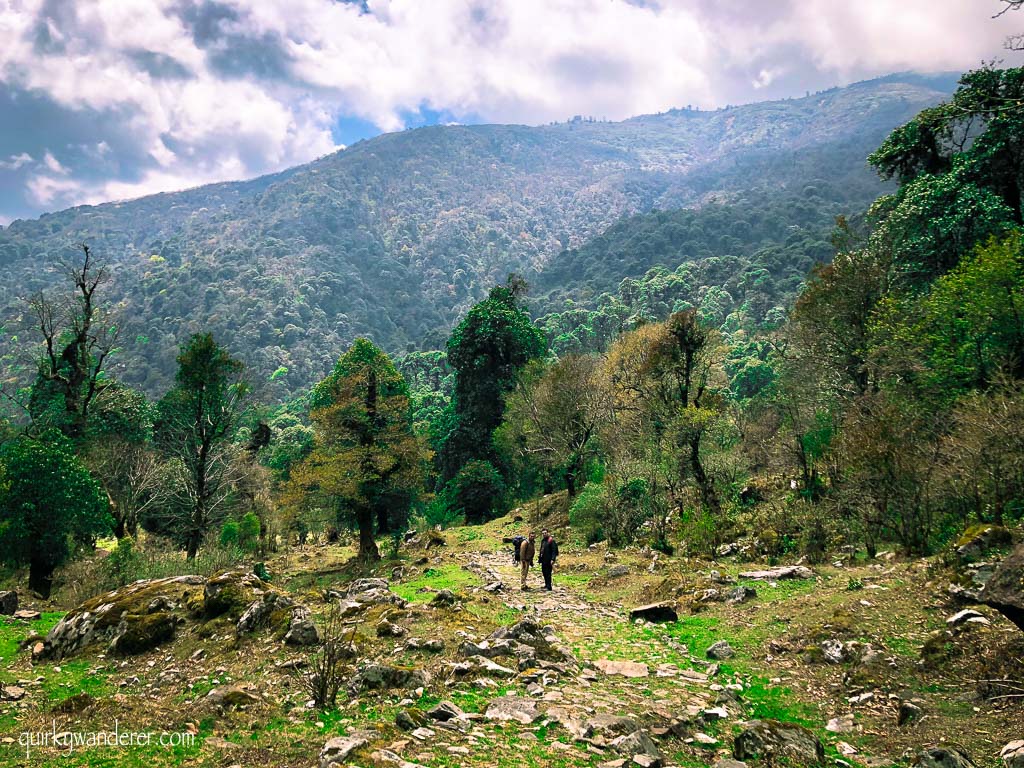 Barsey Rhododendron Trek in West Sikkim - Quirky Wanderer