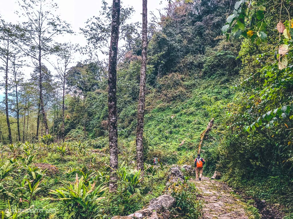 Barsey Rhododendron Trek in West Sikkim - Quirky Wanderer