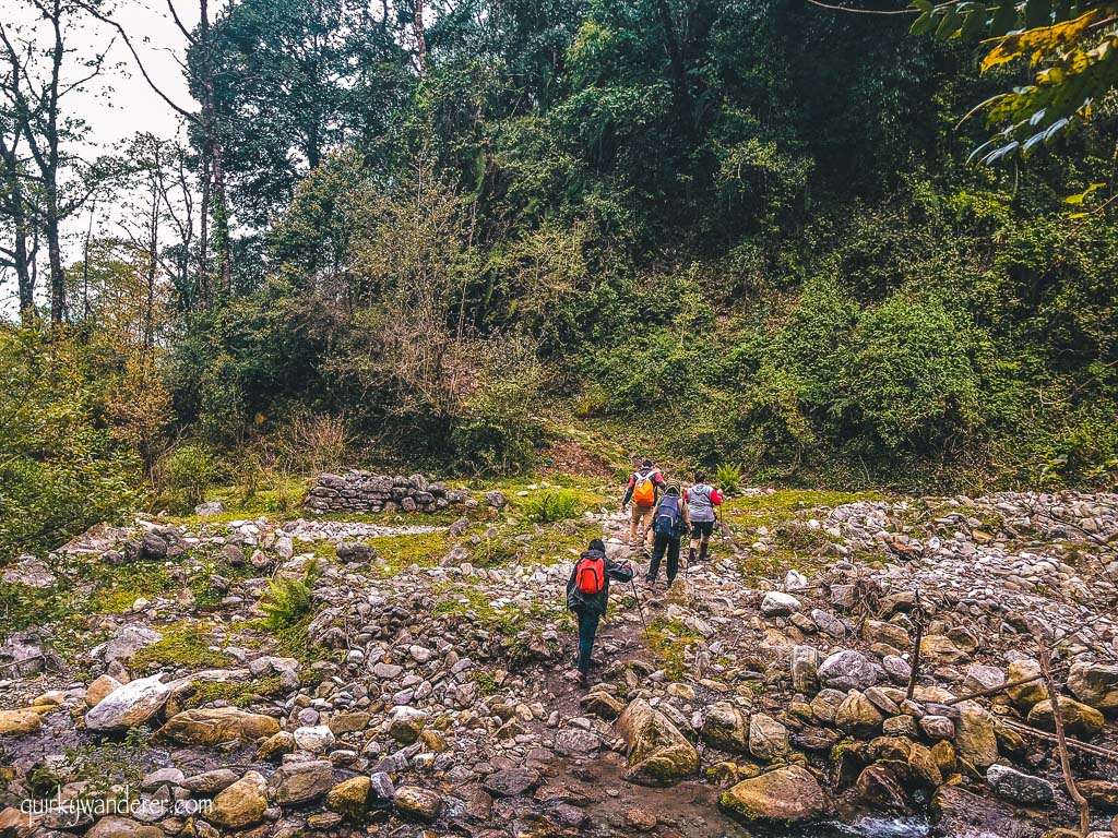 Barsey Rhododendron Trek in West Sikkim - Quirky Wanderer