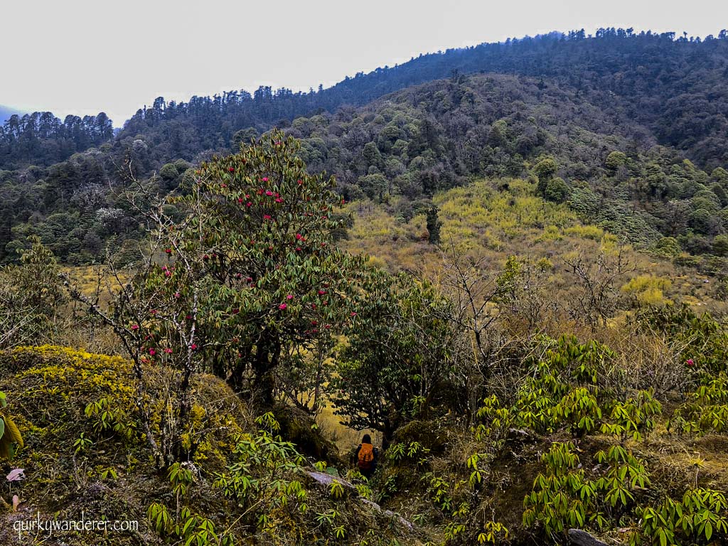 Barsey Rhododendron Trek in West Sikkim - Quirky Wanderer