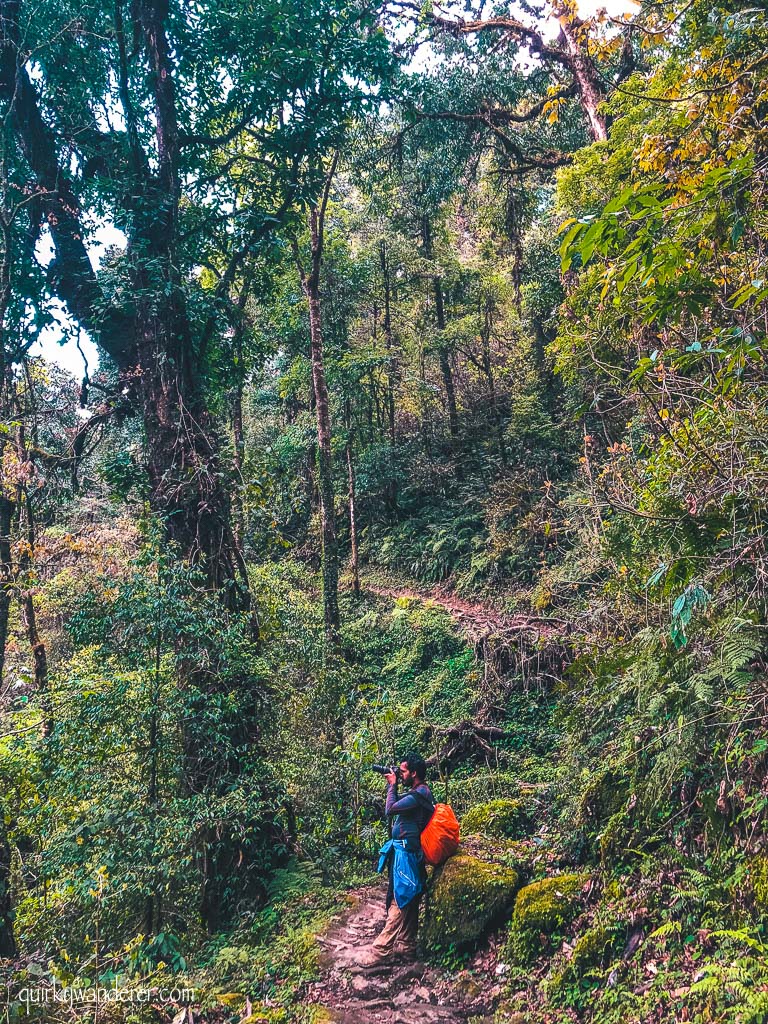 Barsey Rhododendron Trek in West Sikkim - Quirky Wanderer