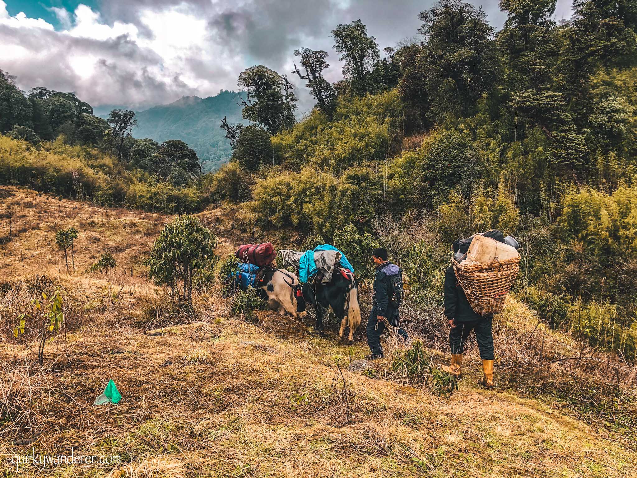 Barsey Rhododendron Trek in West Sikkim - Quirky Wanderer