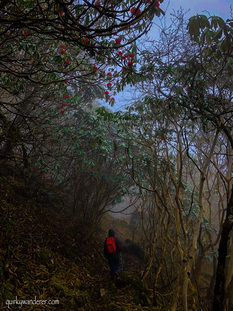 Barsey Rhododendron Trek in West Sikkim - Quirky Wanderer