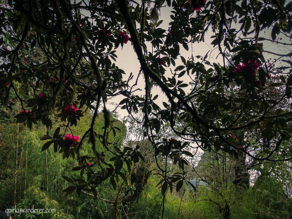 Barsey Rhododendron Trek in West Sikkim - Quirky Wanderer