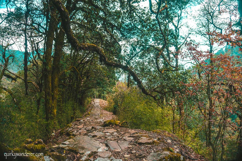 Barsey Rhododendron Trek in West Sikkim - Quirky Wanderer